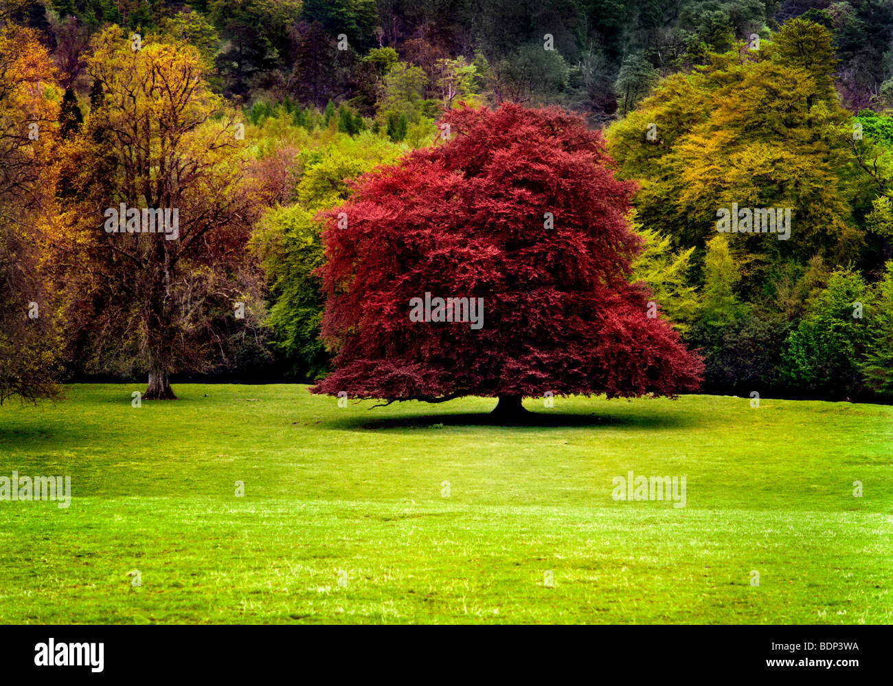 Trees in autumn in a rural setting Stock Photo - Alamy