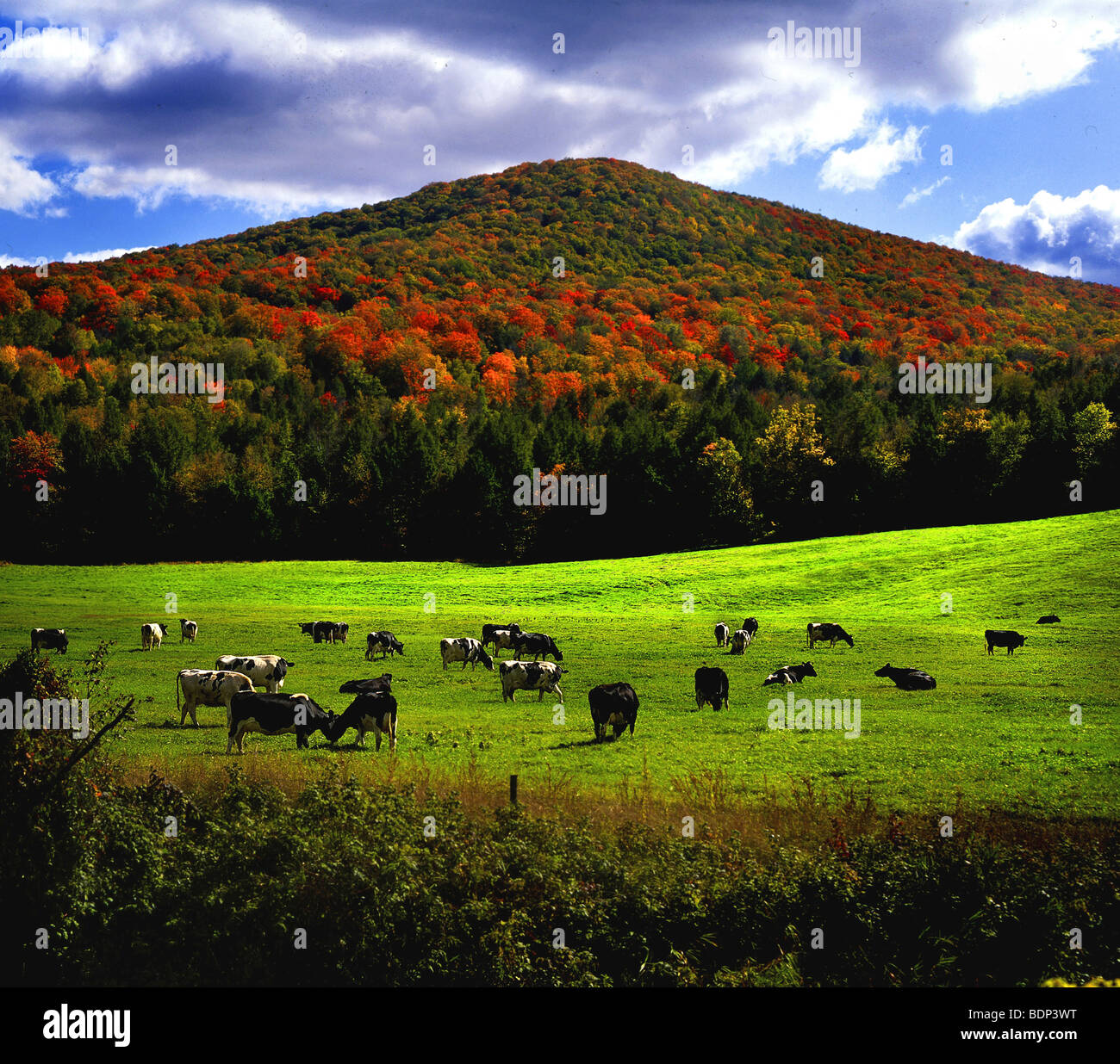 Cows grazing on green fields in Vermont Stock Photo - Alamy