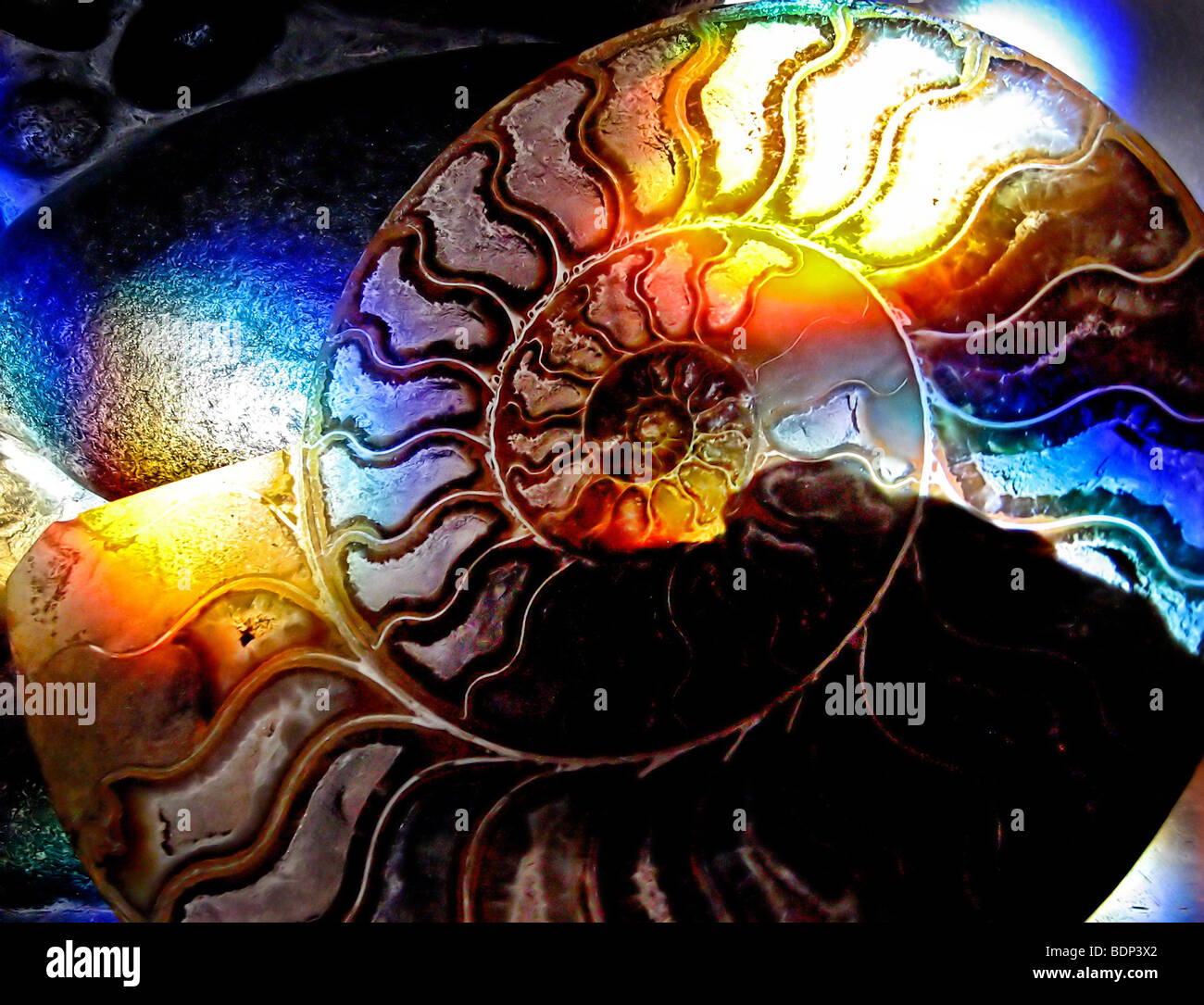 A colourful ammonite Stock Photo - Alamy