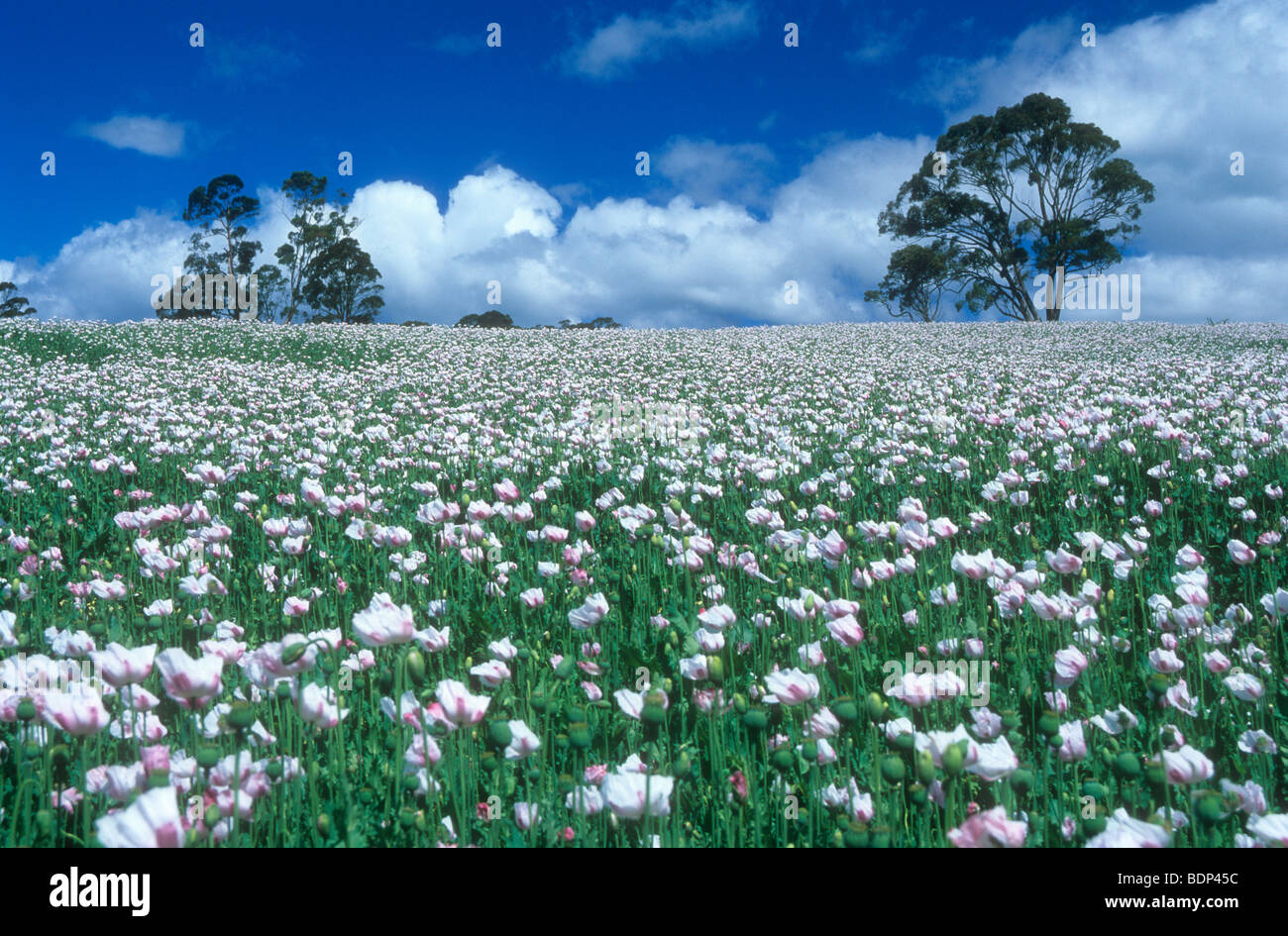 Poppy tasmania hi-res stock photography and images - Alamy