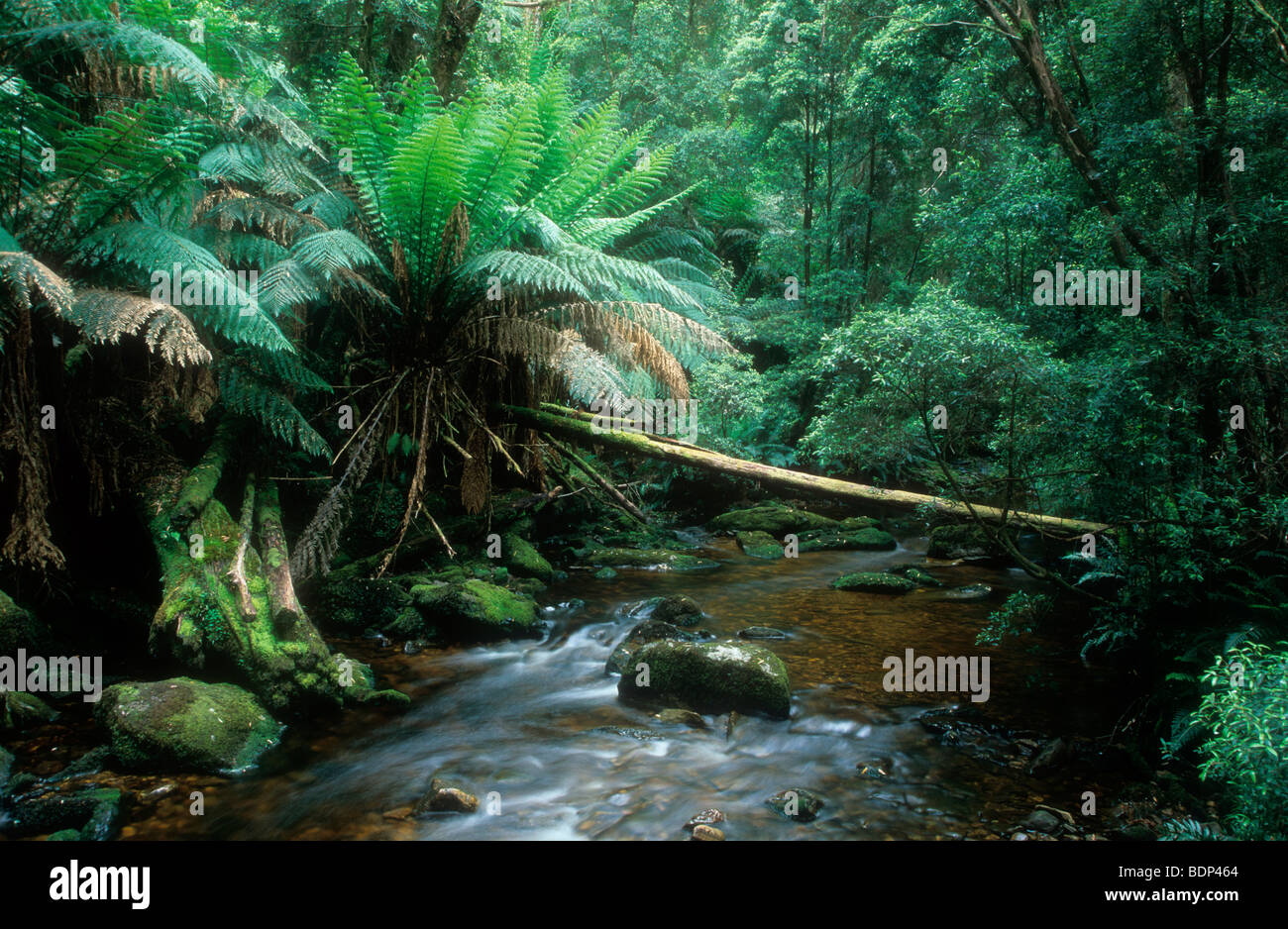 Nelson River in Rainforest of Wild Rivers National Park, Central ...