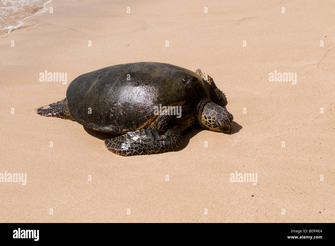 Green sea turtle on beach, North Shore, Oahu, Hawaii Stock Photo - Alamy