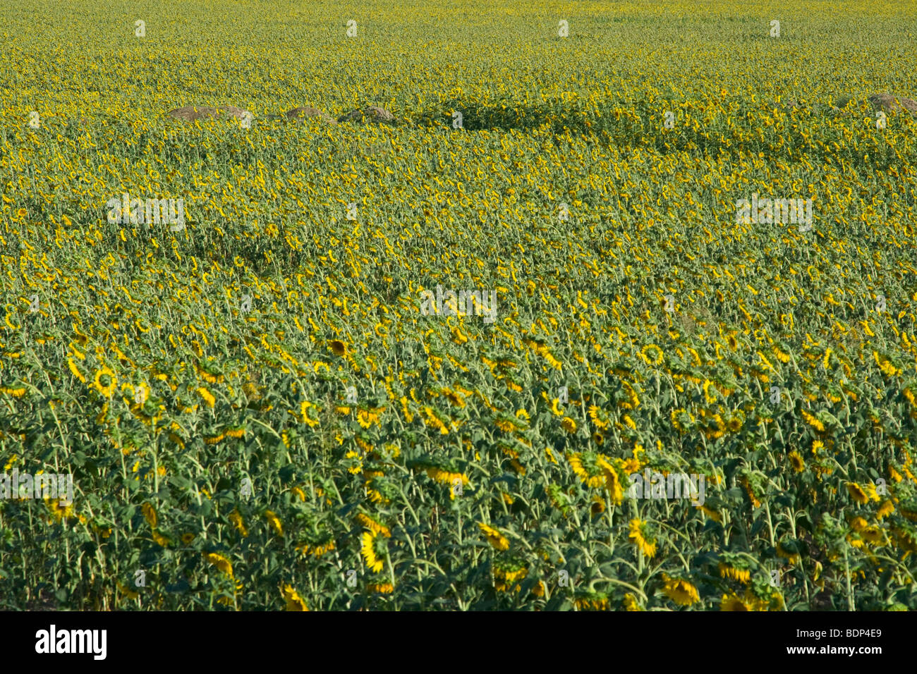 Field of Sunflowers in the Fergan Valley in Tajikistan Stock Photo - Alamy