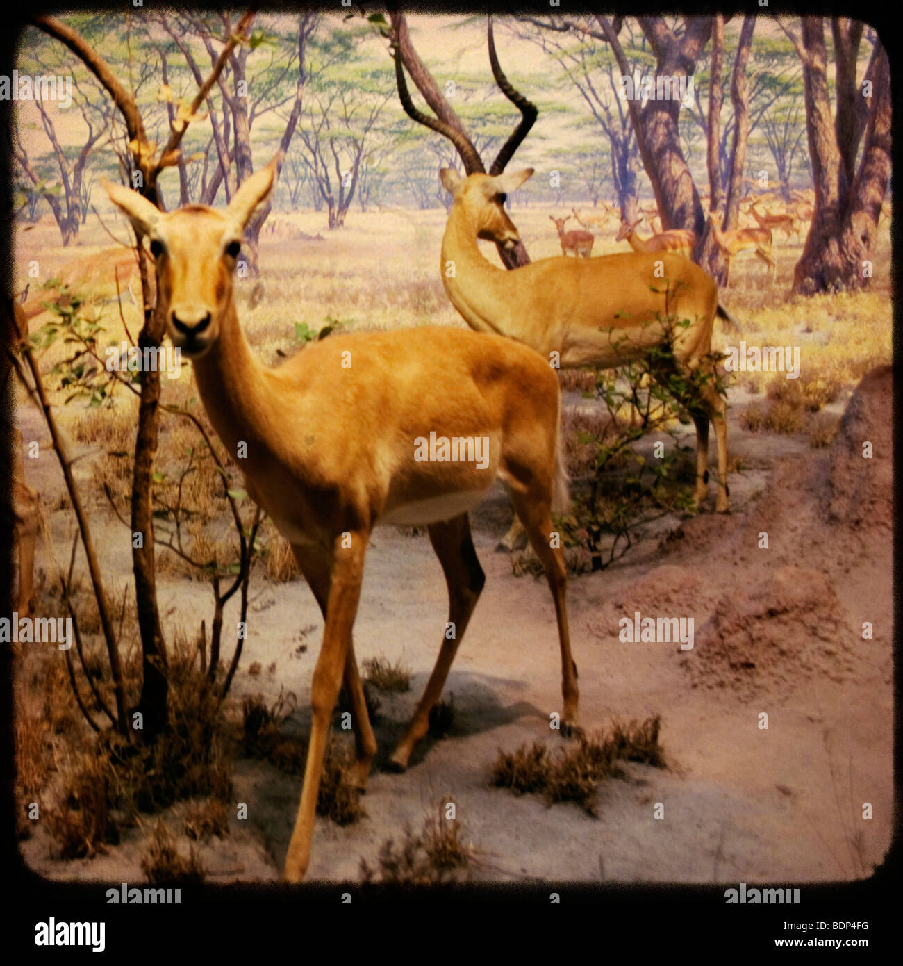 Stuffed animals in museum hi-res stock photography and images - Alamy