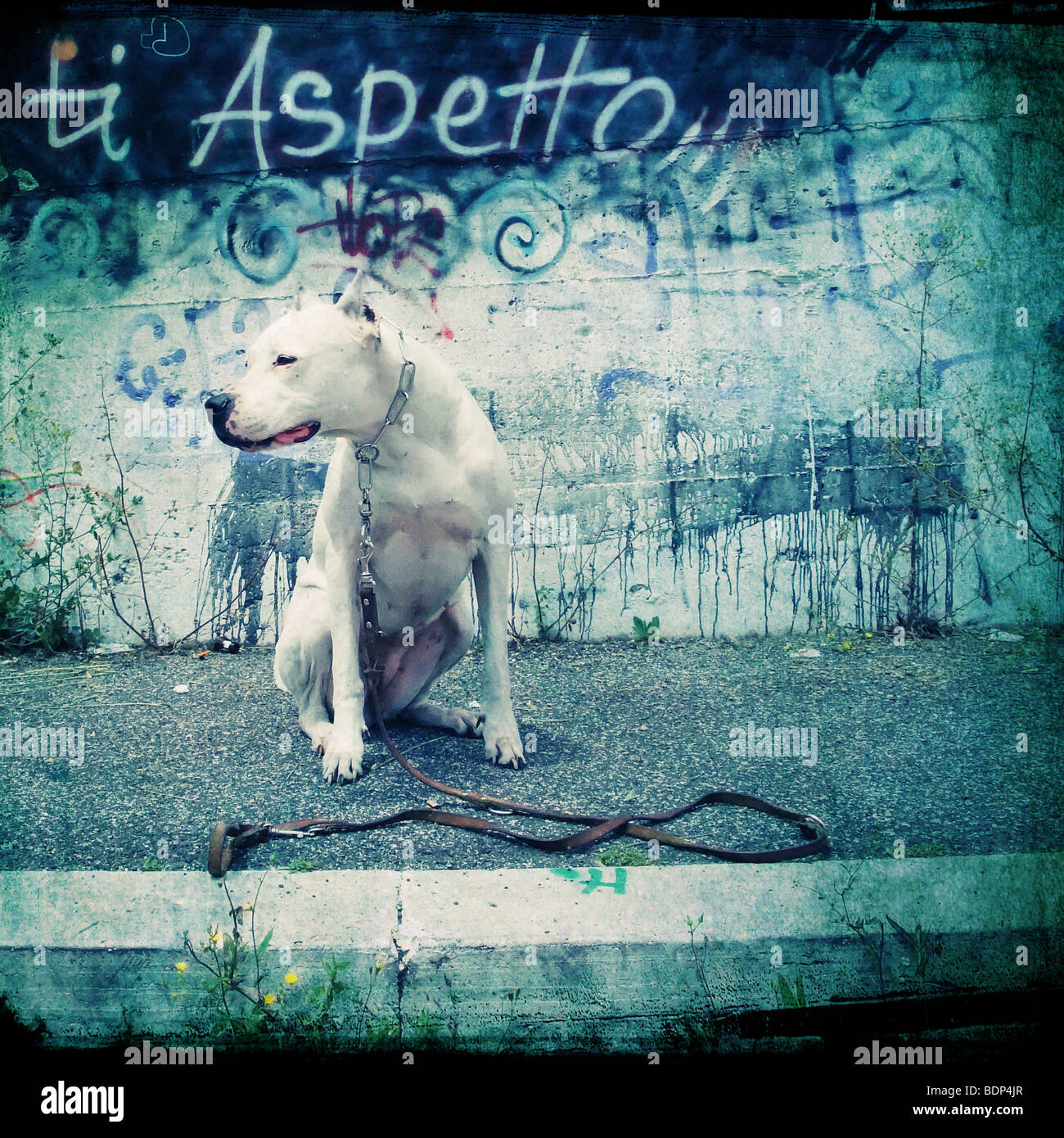 Dog Graffiti High Resolution Stock Photography and Images - Alamy
