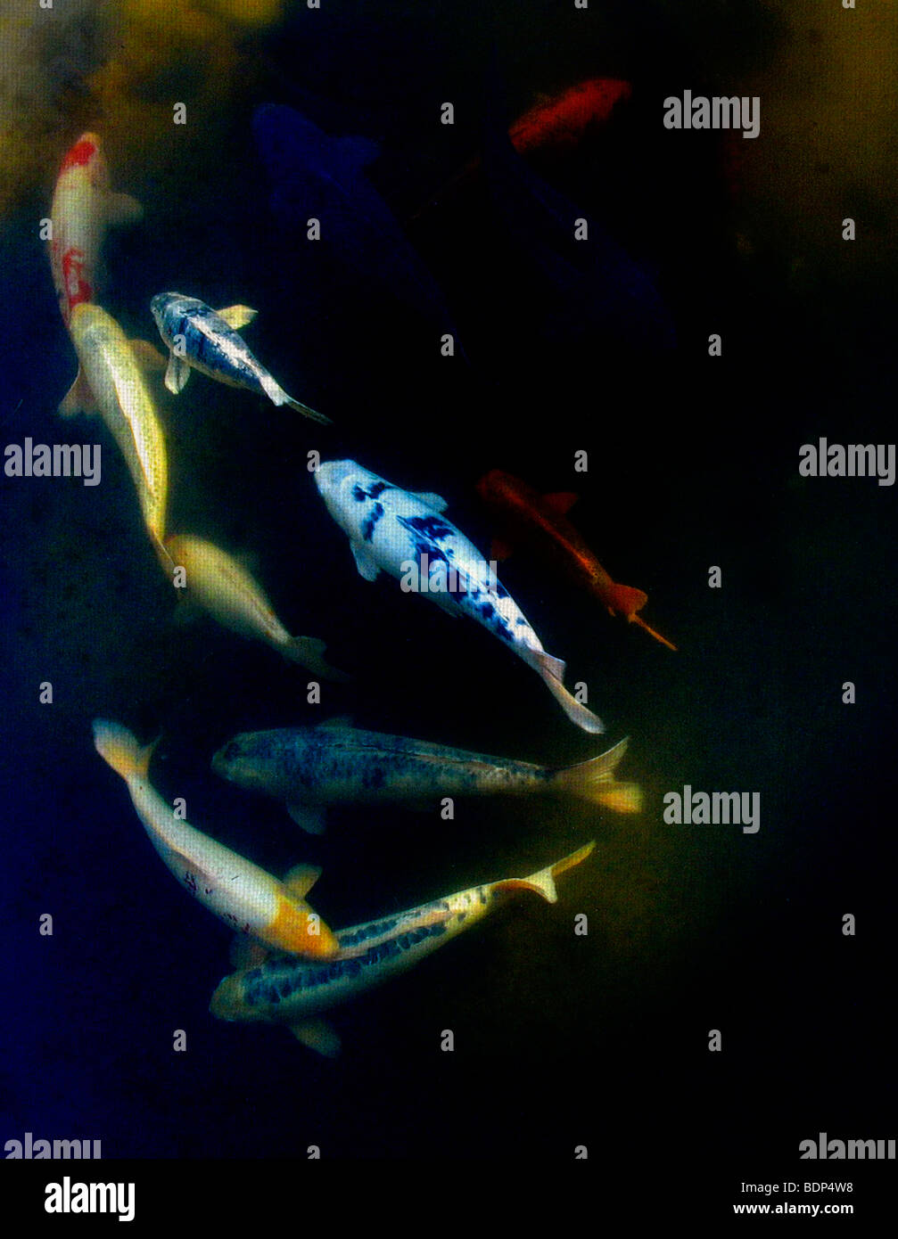 Koi carp swimming Stock Photo - Alamy