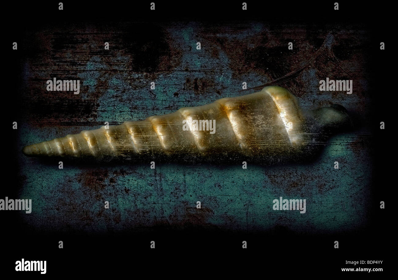 A golden shell Stock Photo - Alamy