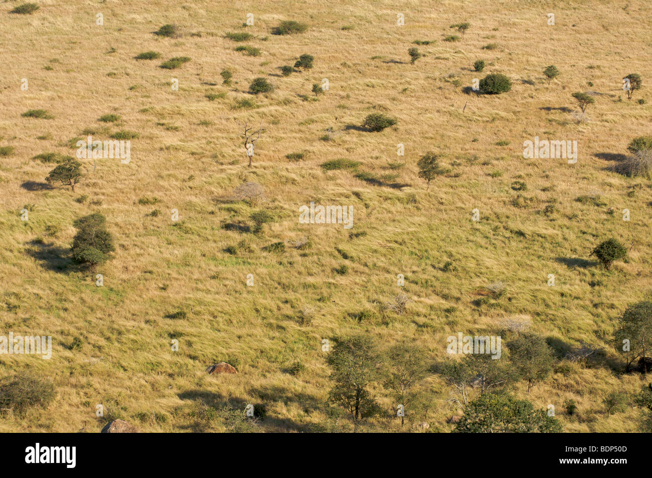 Savanna trail hi-res stock photography and images - Alamy