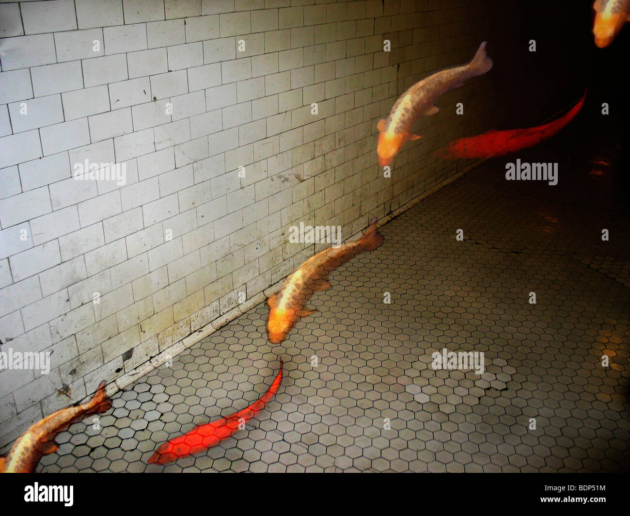 Swimming fish in a corridor Stock Photo - Alamy