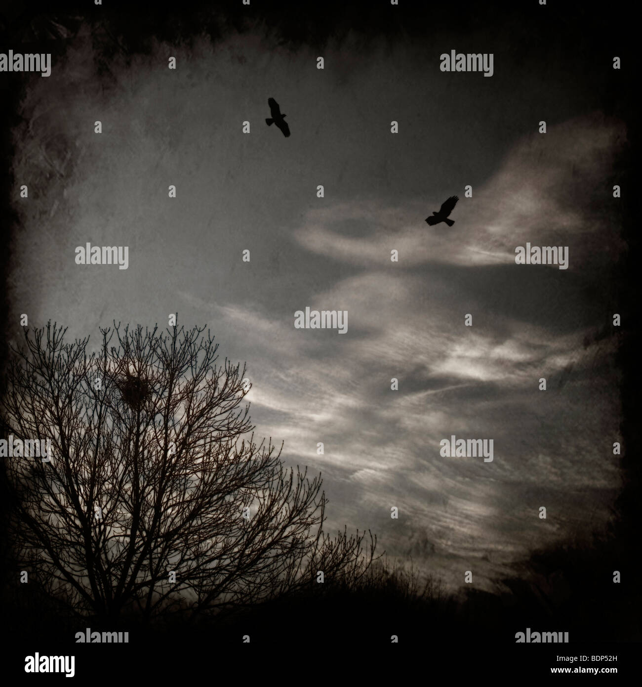Two birds flying in a dark sky Stock Photo - Alamy