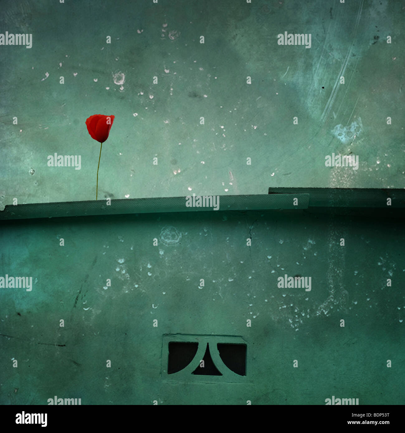Poppy in window hi-res stock photography and images - Alamy