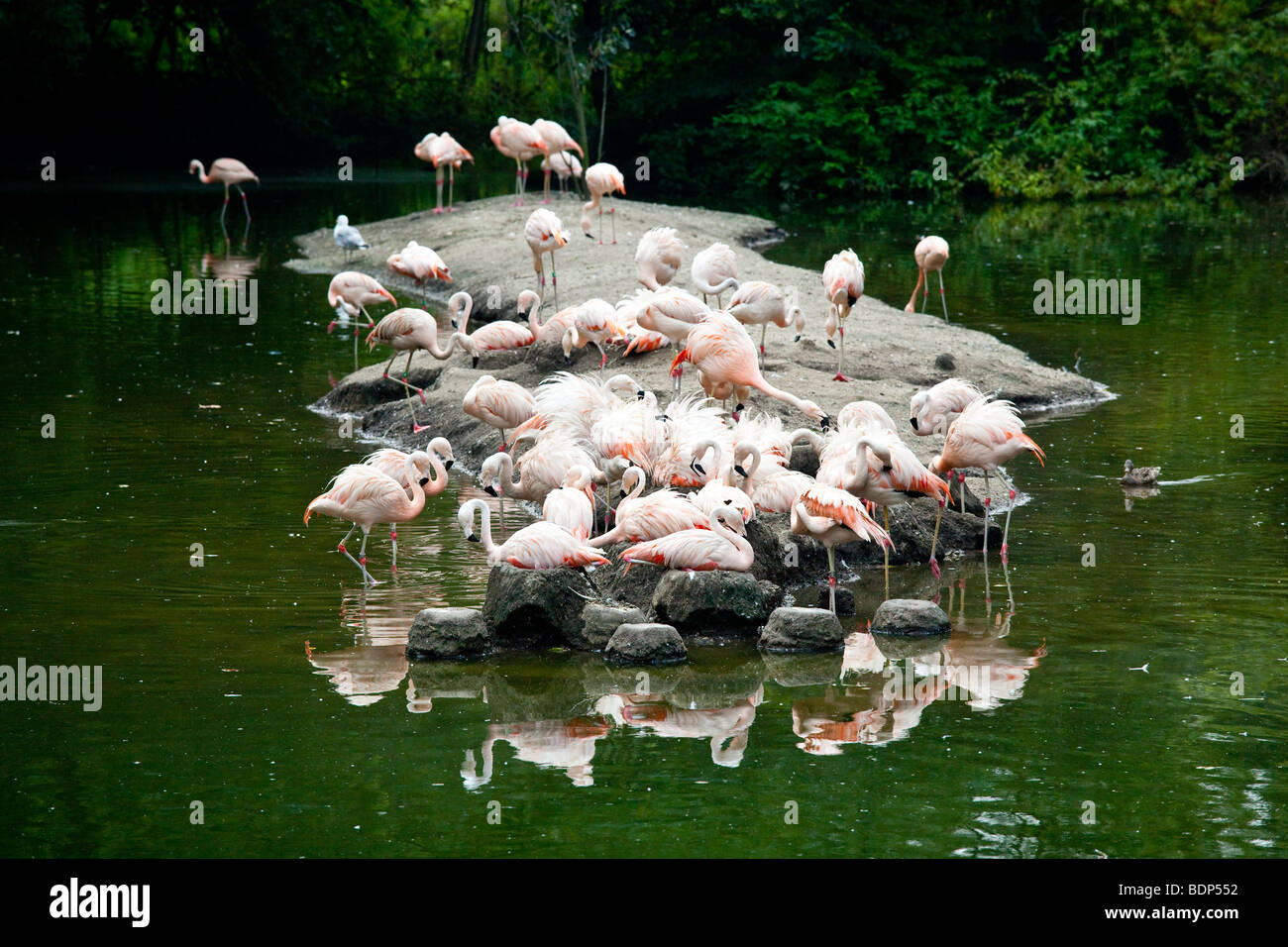 Bronx zoo bird hi-res stock photography and images - Alamy