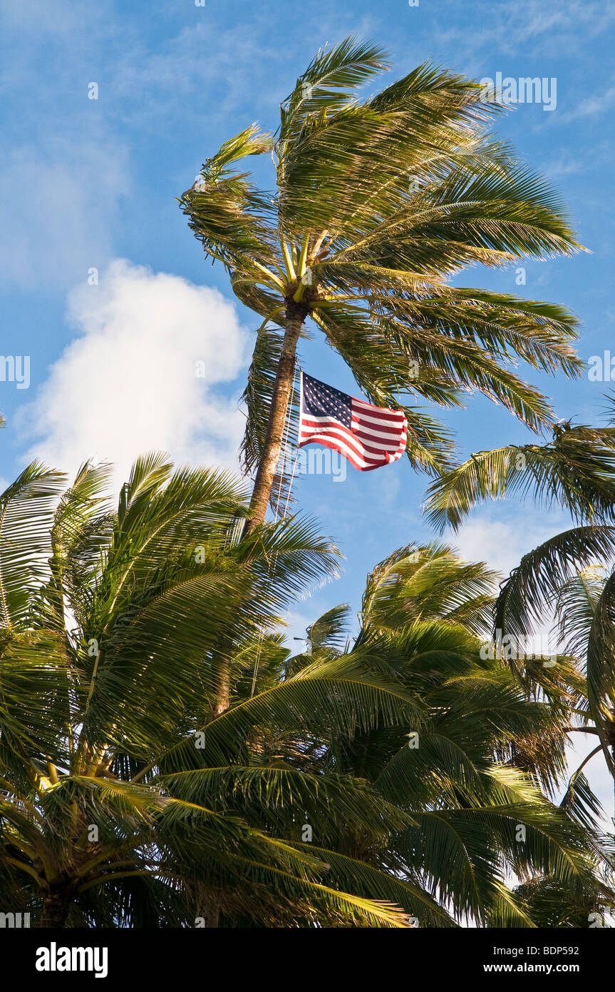 American Flag Flying From Coconut Tree Kailua Oahu Hawaii Stock