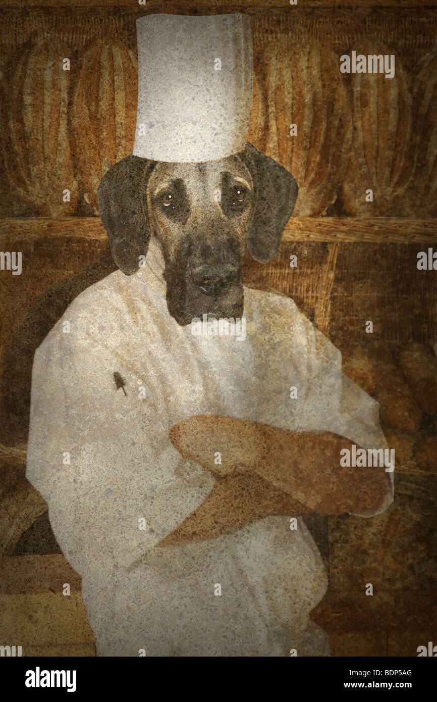 Dog dressed as a baker looking at the camera Stock Photo - Alamy