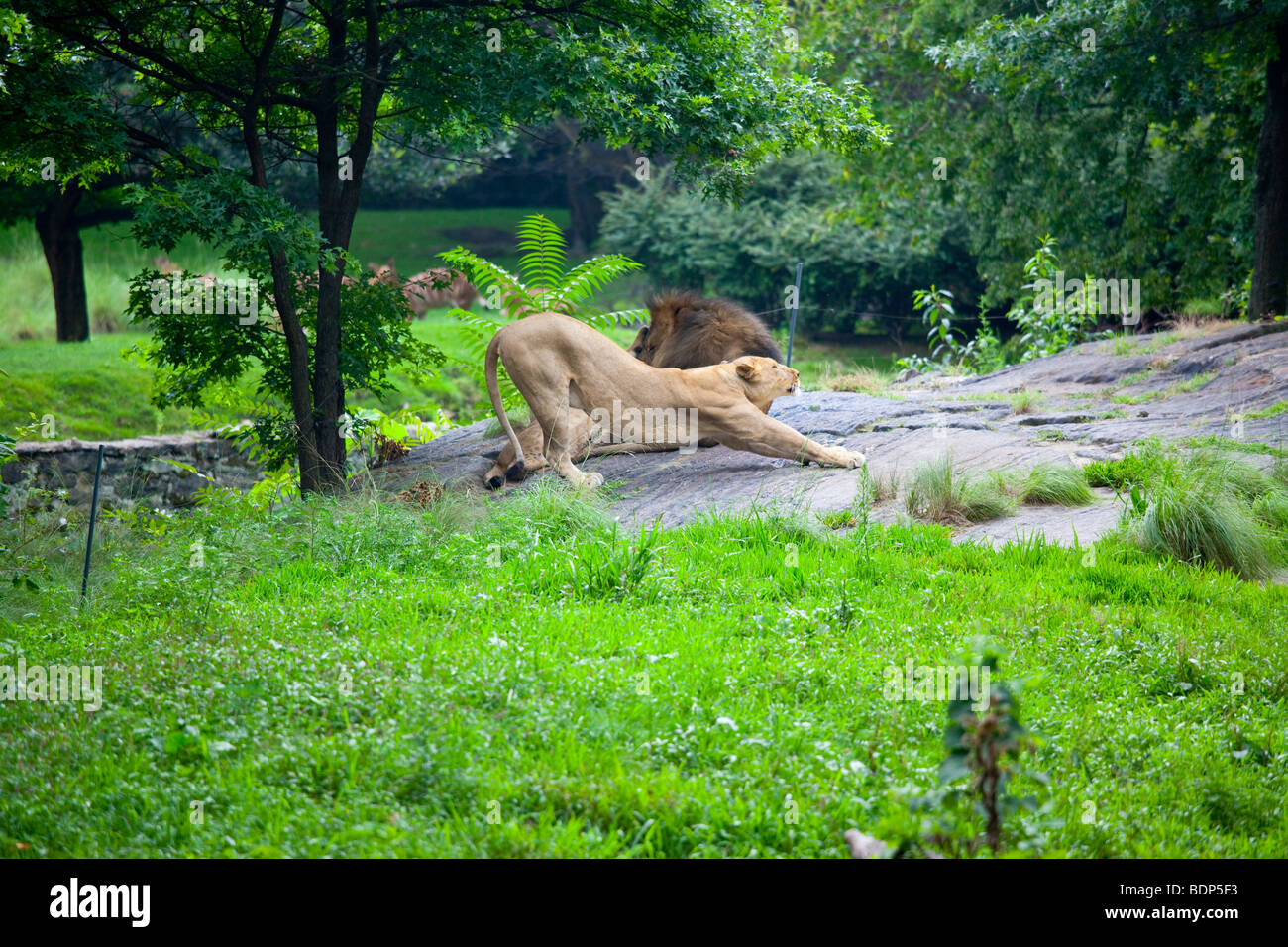 Stretching Lioness at the Bronx Zoo in New York Stock Photo - Alamy