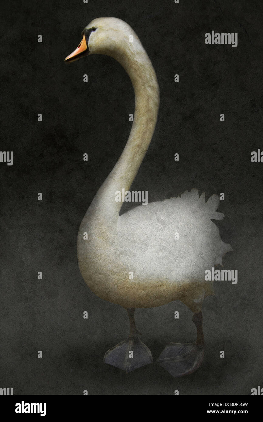 Swan Feet High Resolution Stock Photography and Images - Alamy