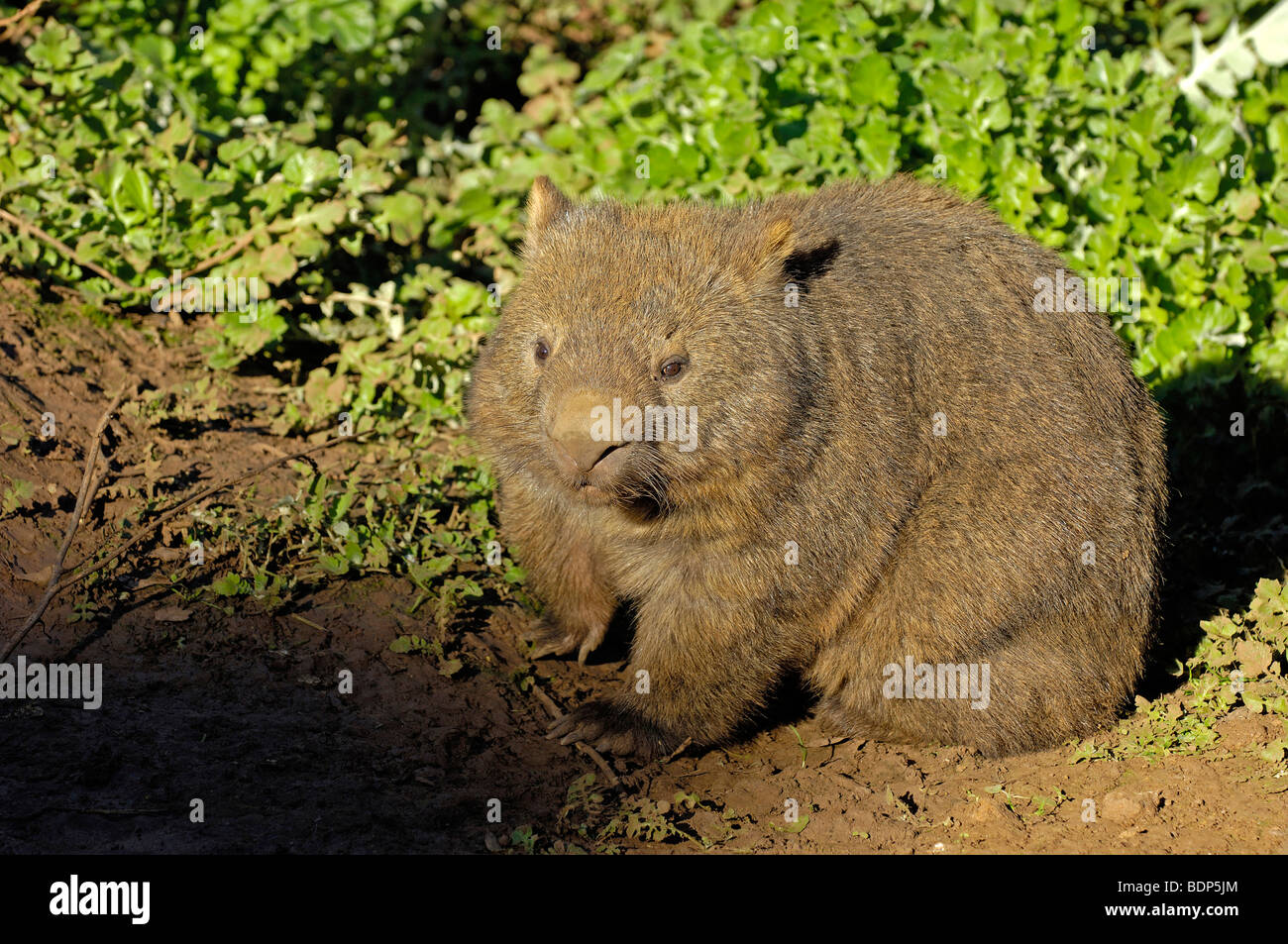 Australia victoria wombats hi-res stock photography and images - Alamy