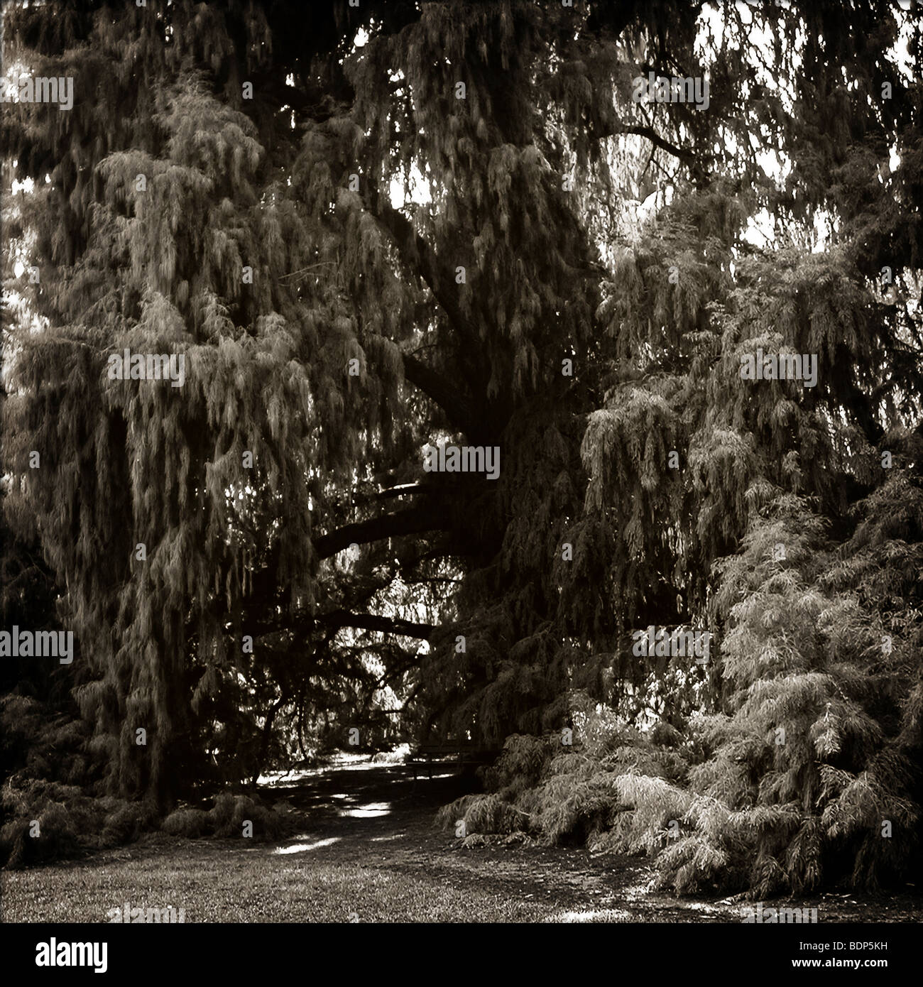 A large stately tree with softly hanging branches shades a path with a ...