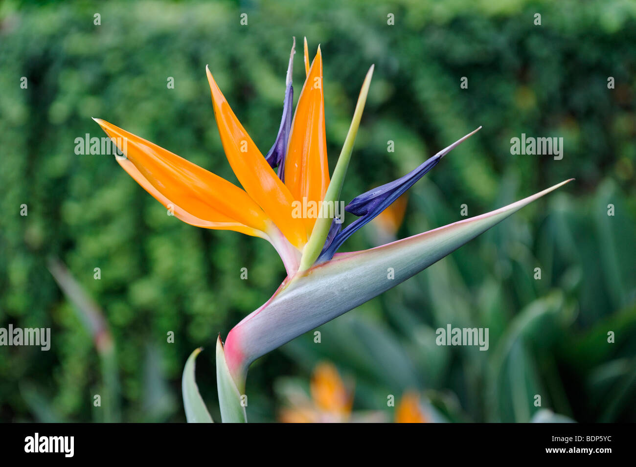 Crane Flower (Strelitzia reginae) in the Botanical Garden, Jardim ...