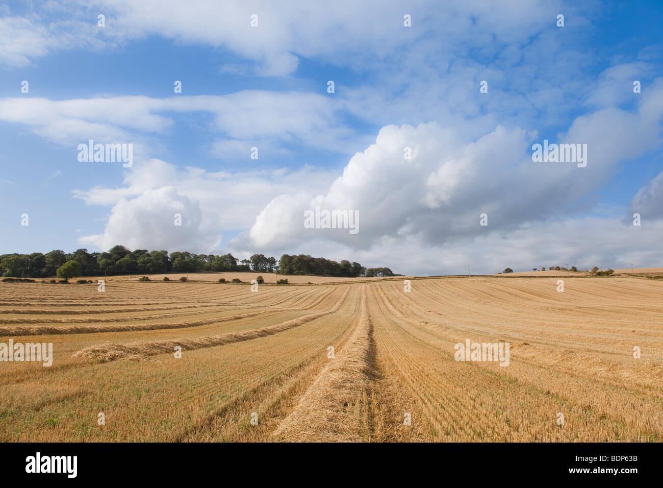 Strips field hi-res stock photography and images - Alamy