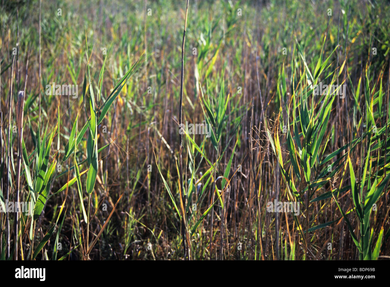 background with beautiful, colored plants in countryside Europe Stock ...