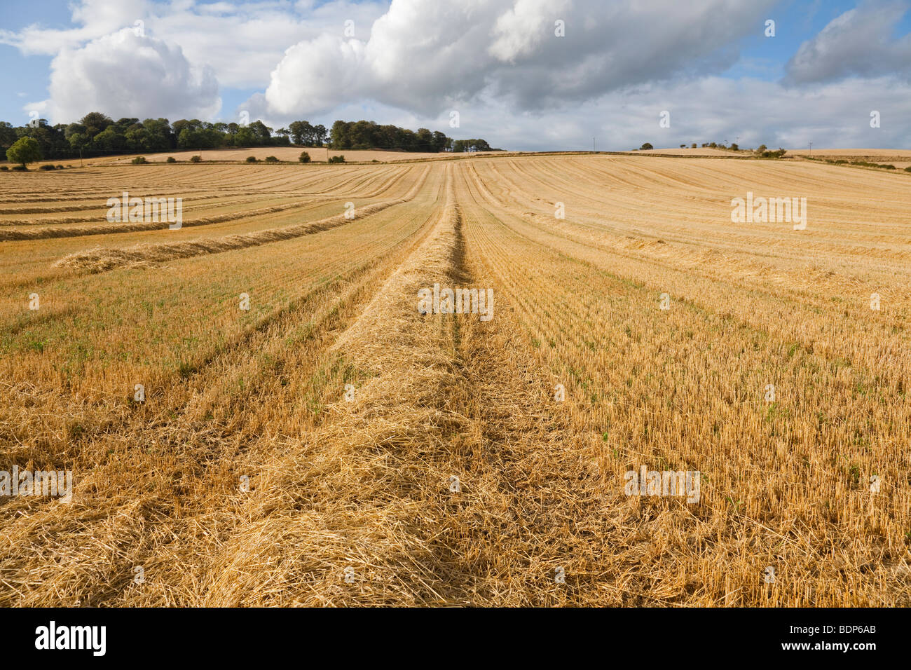 Summer barley field just after being cut, wide angle view Stock Photo ...
