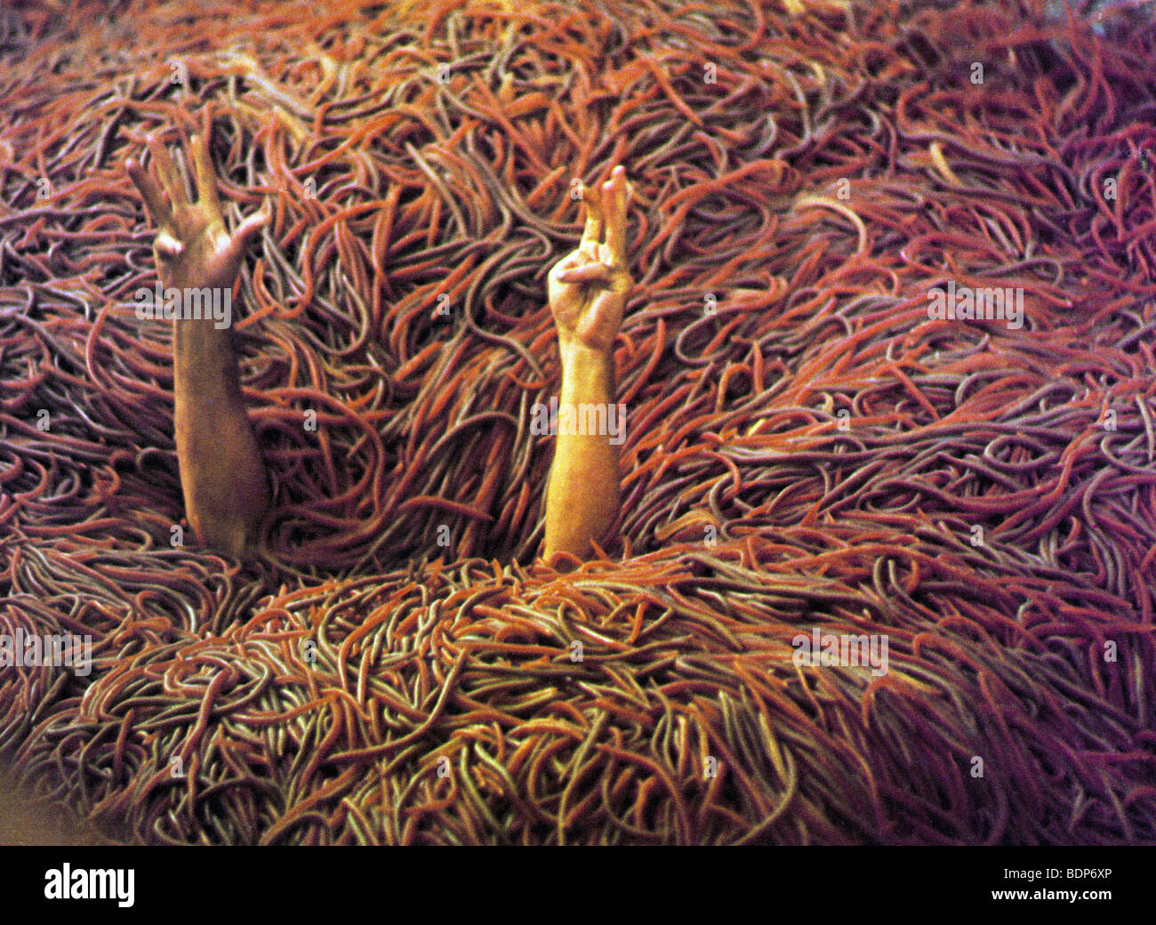 SQUIRM - 1976 AIP horror film Stock Photo - Alamy