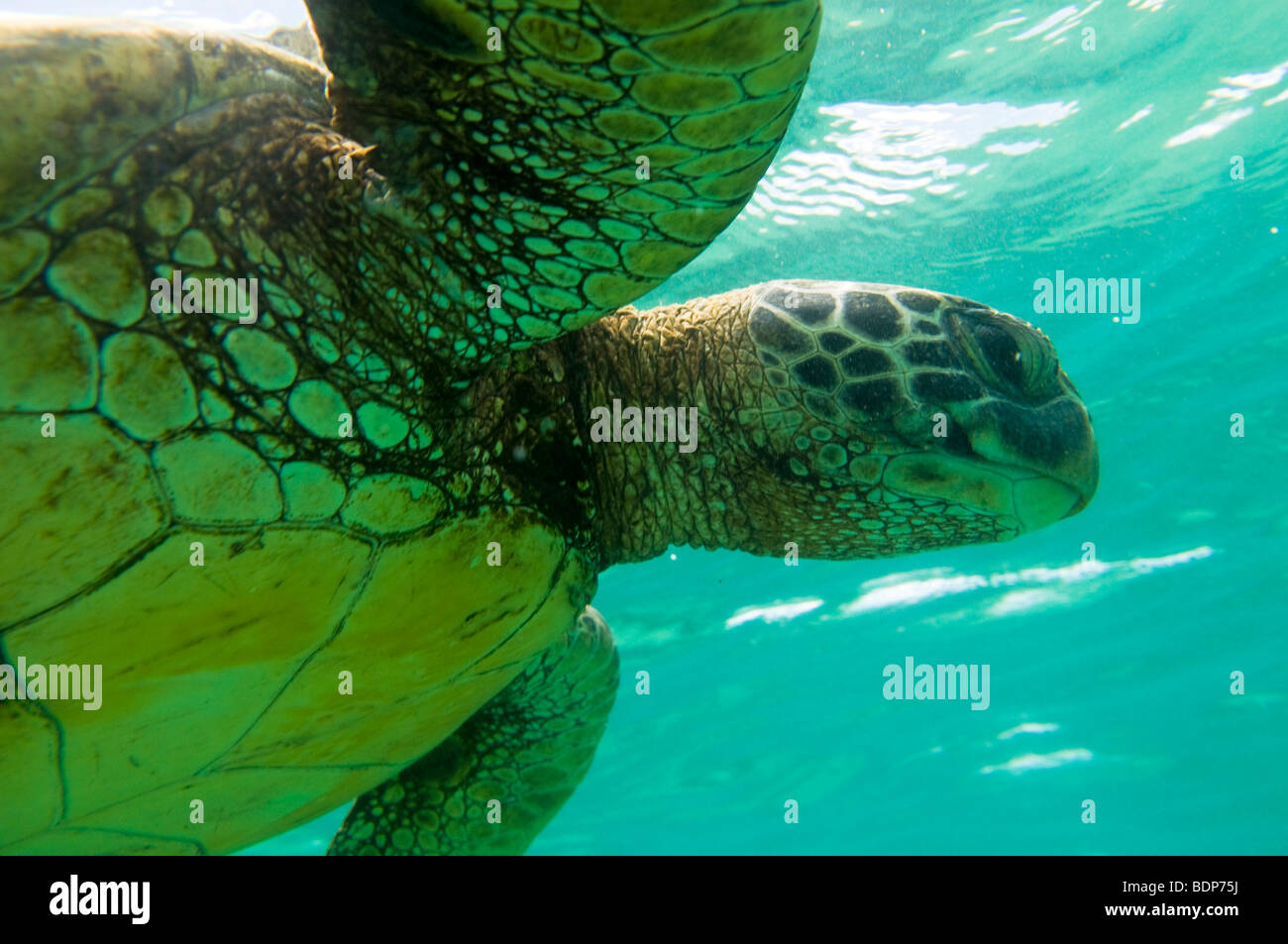 Green sea turtle hi-res stock photography and images - Alamy