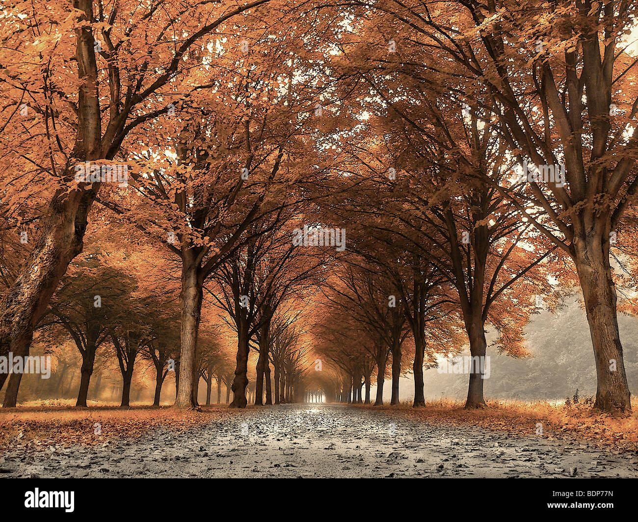 Lane of trees with copper color Stock Photo - Alamy