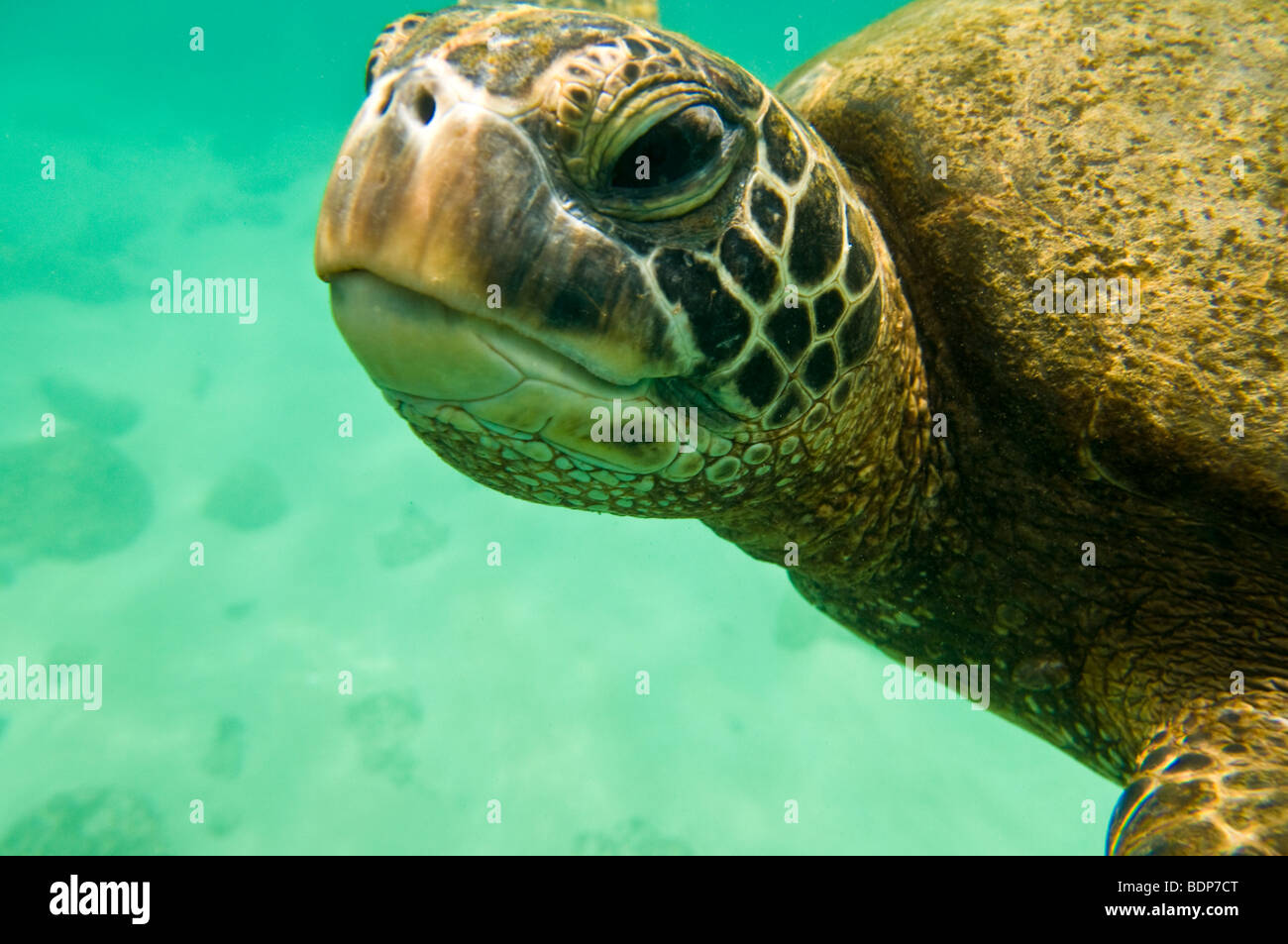 Green Sea Turtle, Hawaii Stock Photo - Alamy