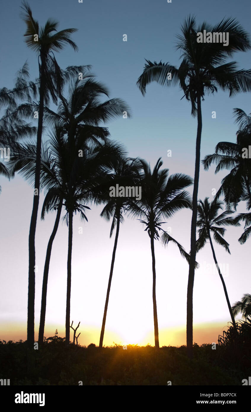 Palm tree at sunset Stock Photo - Alamy