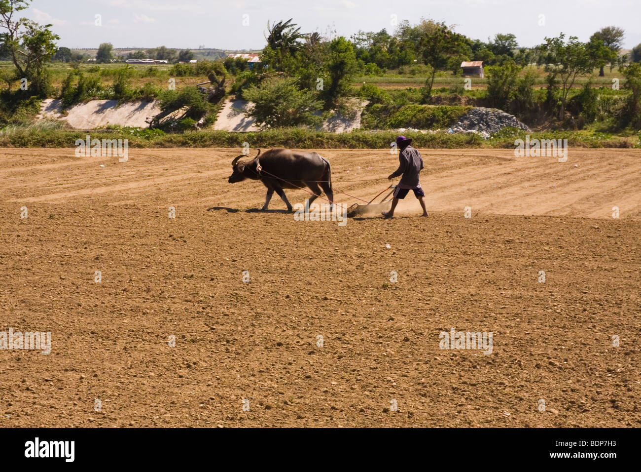farmer plows land using carabao to prepare for planting season Stock ...