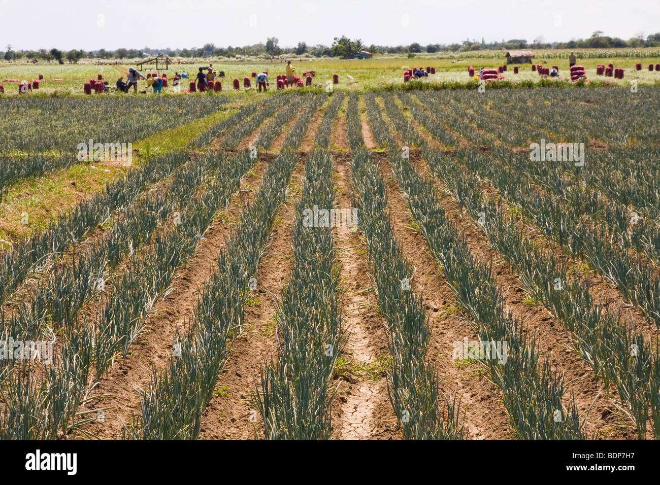 Farmers harvesting onion plantation Stock Photo - Alamy