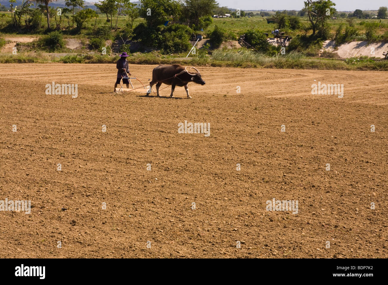 farmer plows land using carabao to prepare for planting season Stock ...