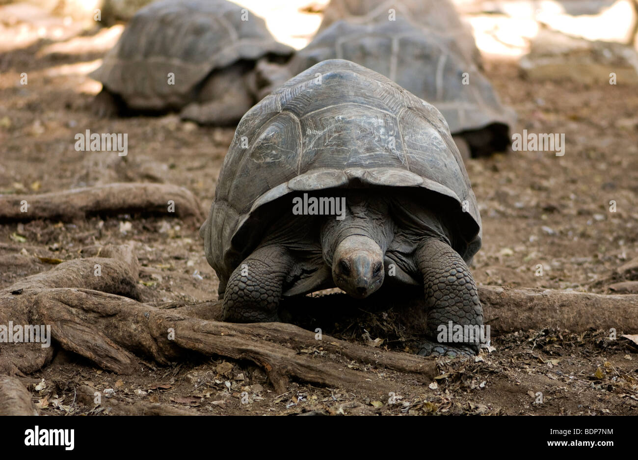 Turtle island zanzibar hi-res stock photography and images - Alamy