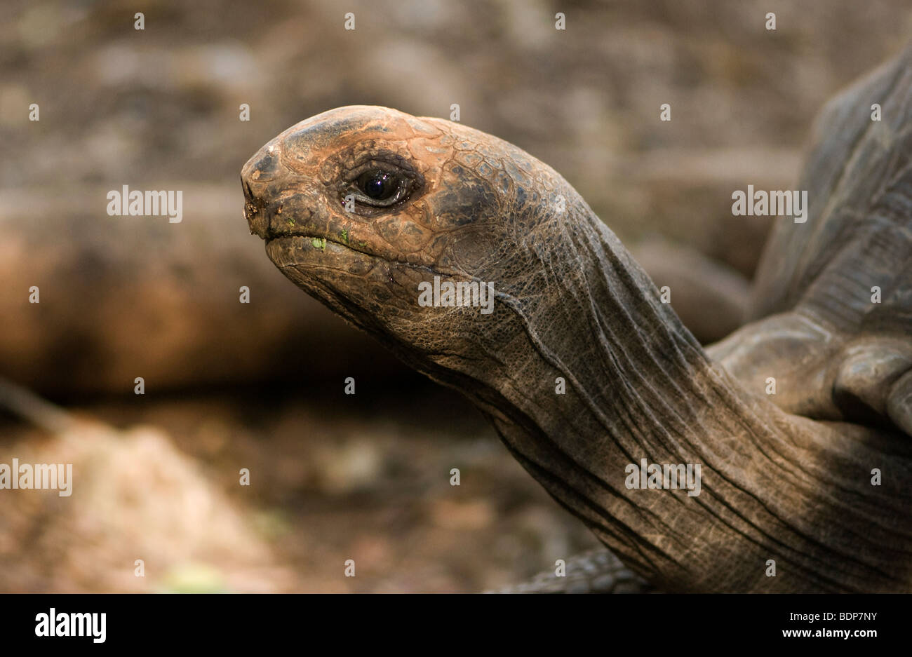 Turtle island zanzibar hi-res stock photography and images - Alamy