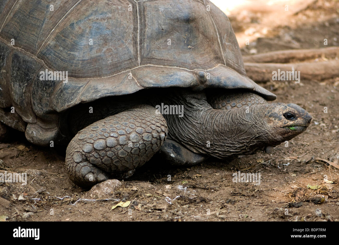 Turtle island zanzibar hi-res stock photography and images - Alamy