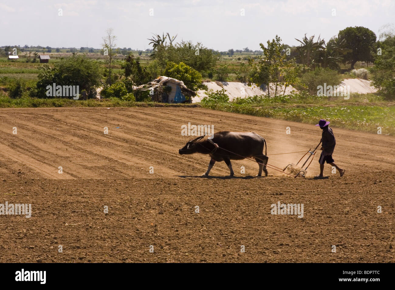 farmer plows land using carabao to prepare for planting season Stock ...