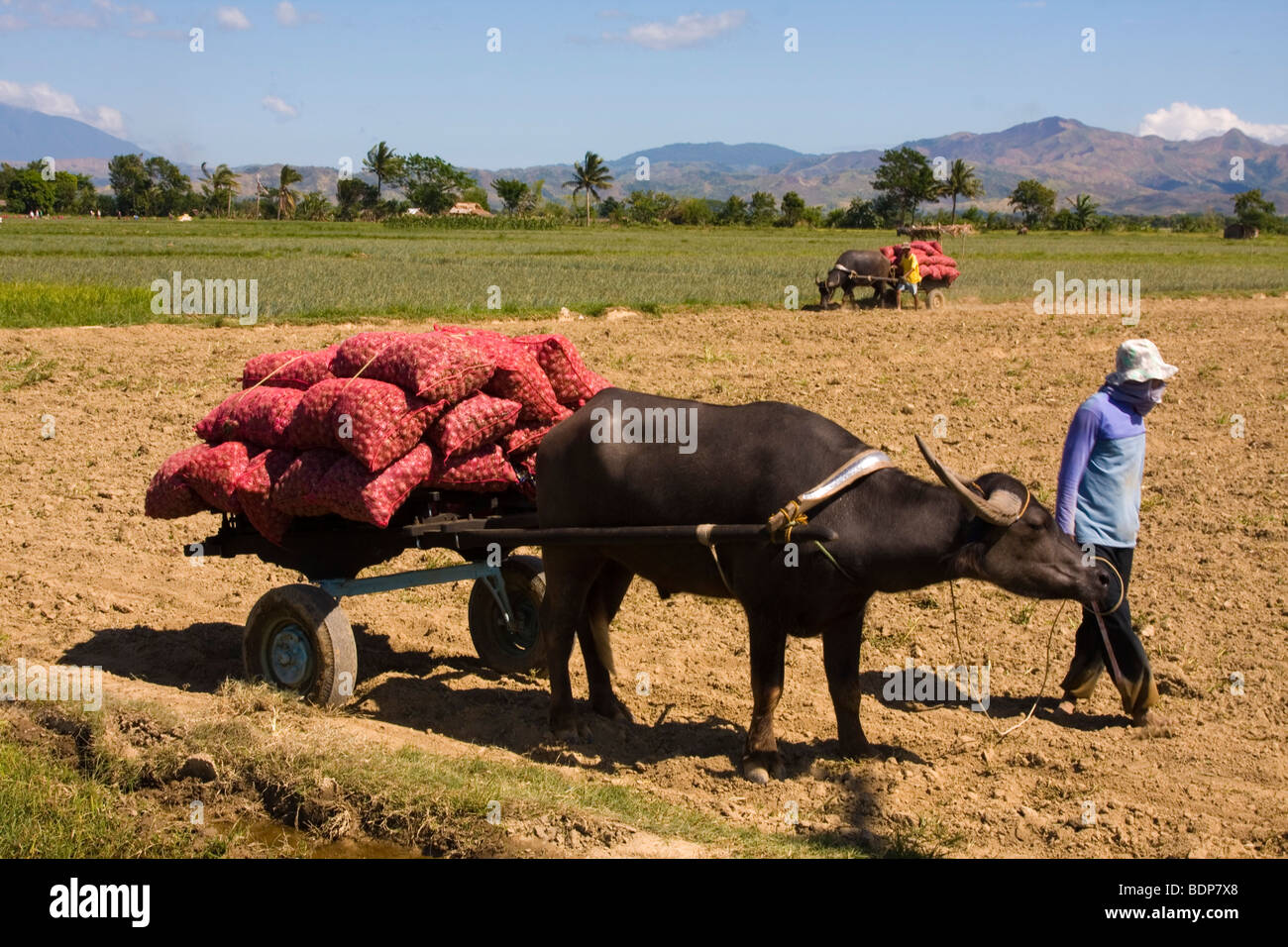 Farmer loads his harvested crops on his farm animal Stock Photo - Alamy