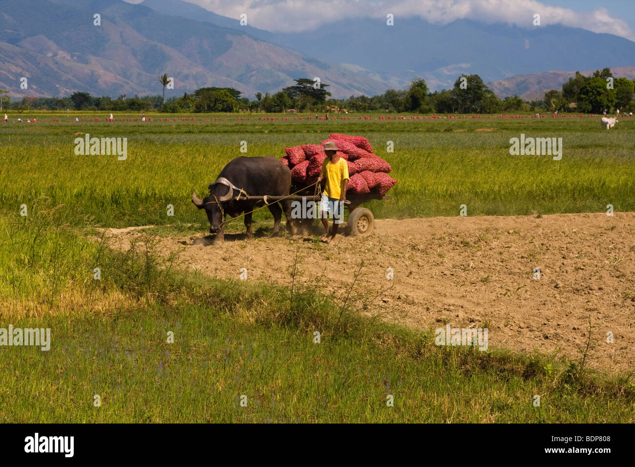 Farmer loads his harvested crops on his farm animal Stock Photo - Alamy