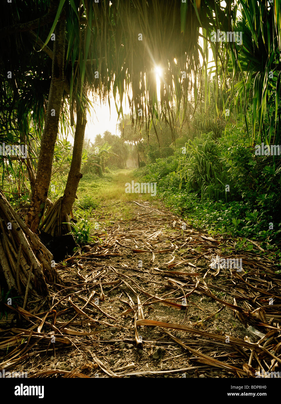 A path by palm trees Polynesia Stock Photo - Alamy