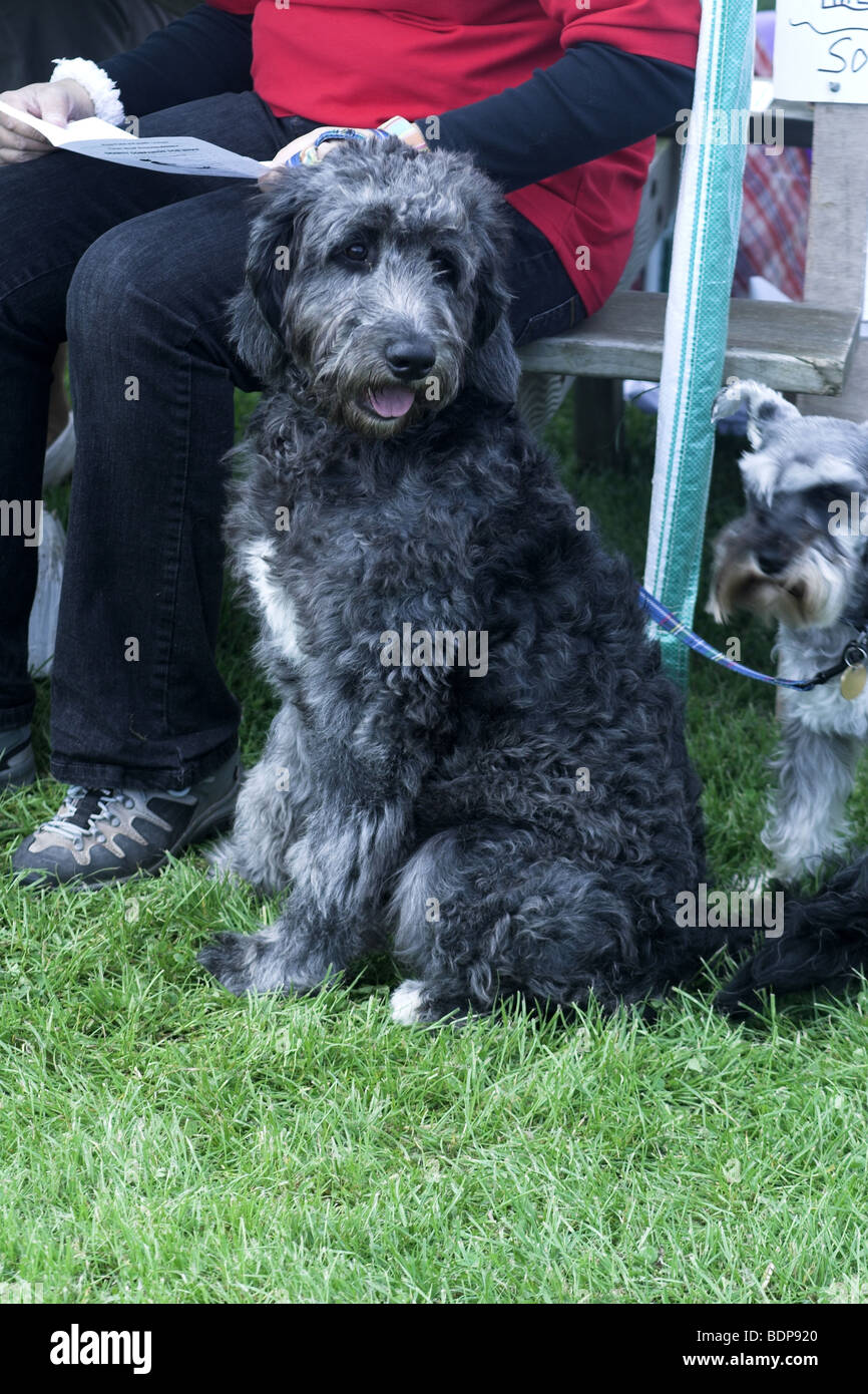 Bernedoodle puppy also called a Bernese Mountain Poo Stock Photo - Alamy