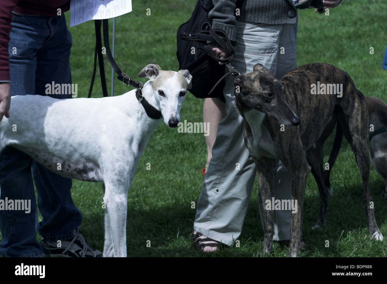 Greyhounds at pet dog show Stock Photo - Alamy