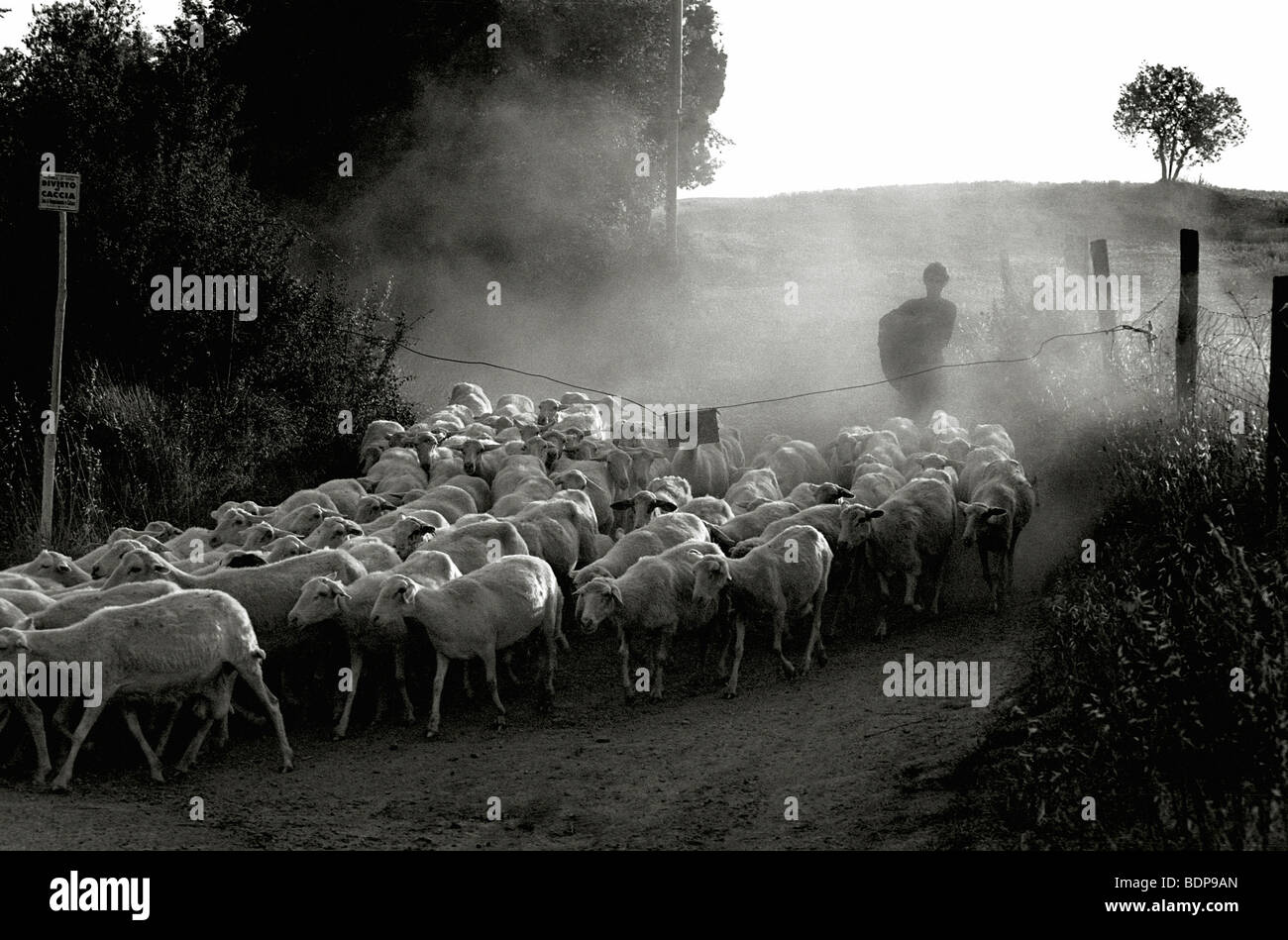 A farmer herding sheep along a lane with dust Stock Photo - Alamy