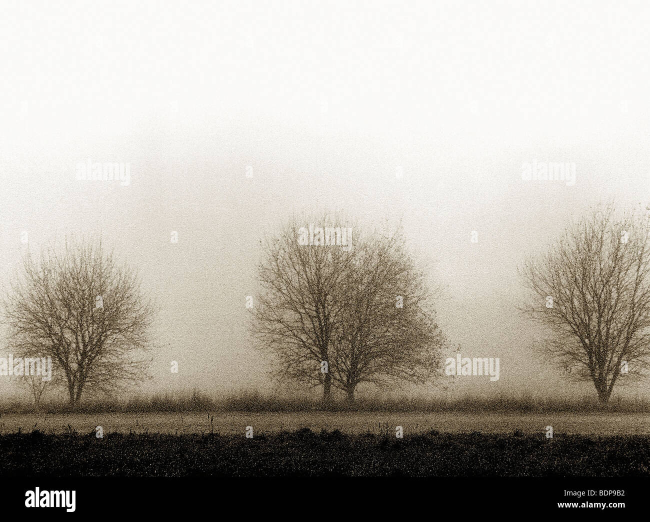 Trees in the distance Stock Photo - Alamy