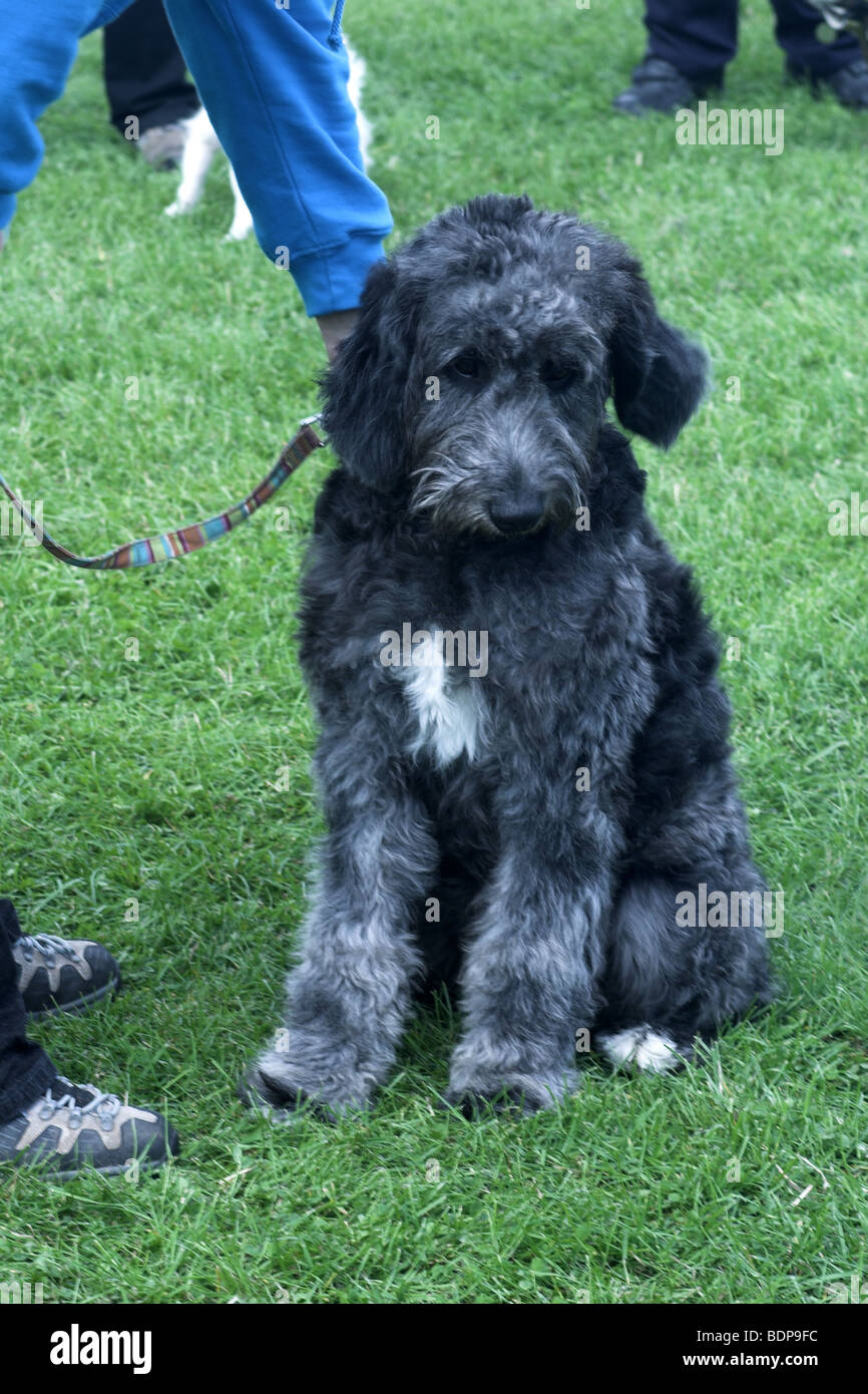 Bernedoodle puppy also called a Bernese Mountain Poo Stock Photo - Alamy