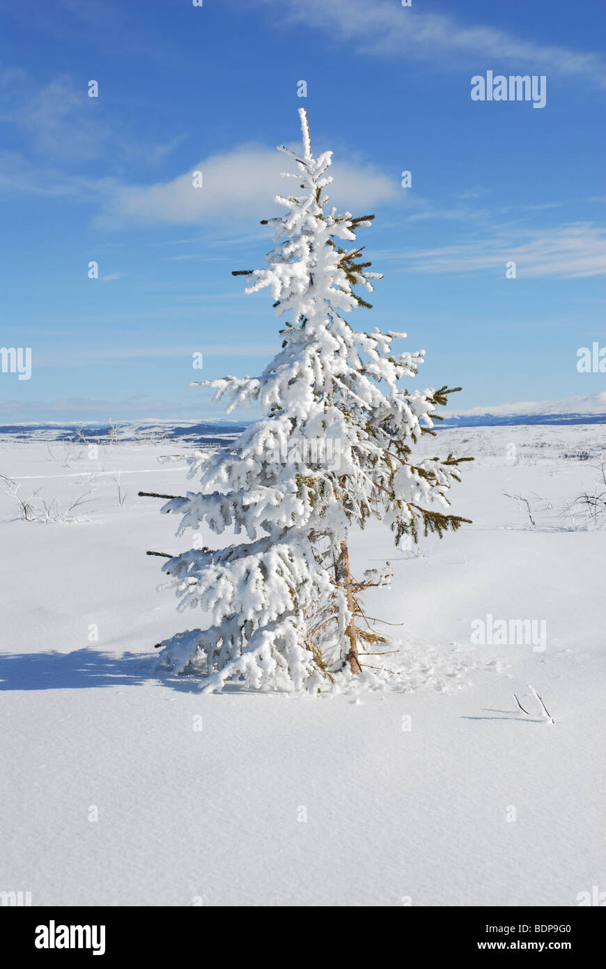 Tree with hoarfrost Stock Photo - Alamy