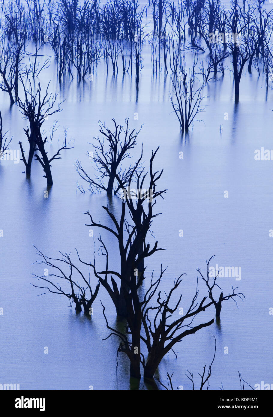 Dead river red gums emerge from a drying Lake Hume Stock Photo - Alamy