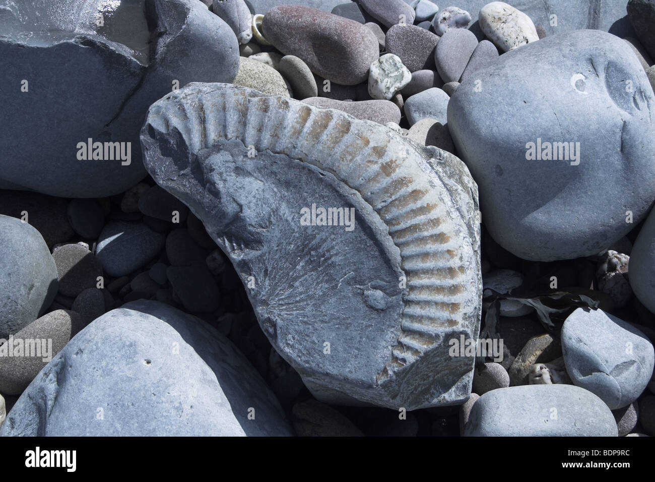Ammonite kilve fossil fossilized hi-res stock photography and images ...