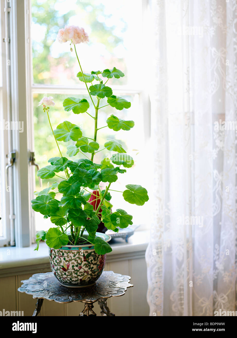 Geranium in a window Sweden Stock Photo - Alamy